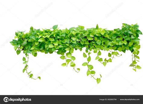 Why Are My Pothos Leaves Turning Yellow