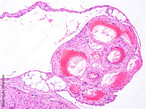 Photo And Art Print Histology Of Human Tissue Show Epithelial Tissue And