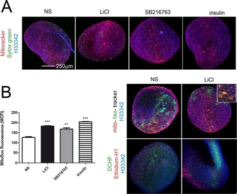 Short Term Gsk3 Inhibition In Chondrocytes Cultured In 3 D Affects