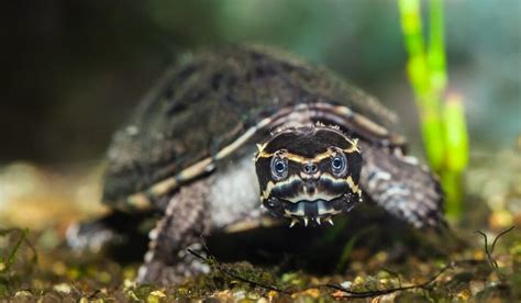 Common Musk Turtle Care Guide And More The Reptile Bay