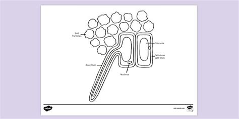 Root Hair Cell Labelled Colouring Sheet Colouring Sheets