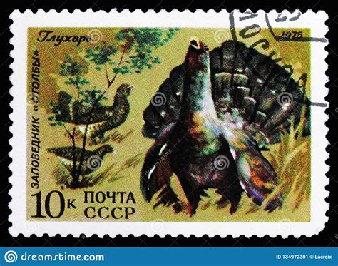 Western Capercaillie Tetrao Urogallus Fauna Of USSR Serie Circa