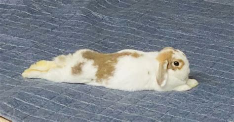 暑い ブログ 愛知のうさぎならrabbit Cotton