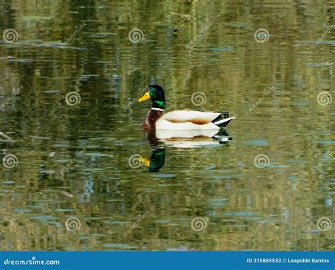 Anas Platyrhynchos In The River Stock Image Image Of Wildlife Nature