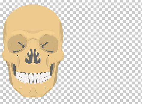 Inferior Nasal Concha Vomer Ethmoid Bone Sphenoid Bone Png Clipart