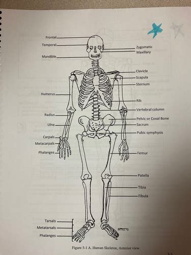 Anantomy And Physiology 1 Lab Prequiz 5 Flashcards Quizlet