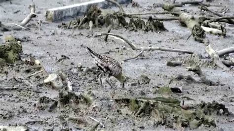 ドロアワモチの仲間 Onchidium sp を食べようとするムナグロ Pacific Golden Plover 漫湖 YouTube