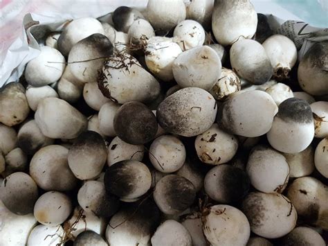 Chia sẻ hơn 68 về mô hình nấm rơm mới nhất coedo vn