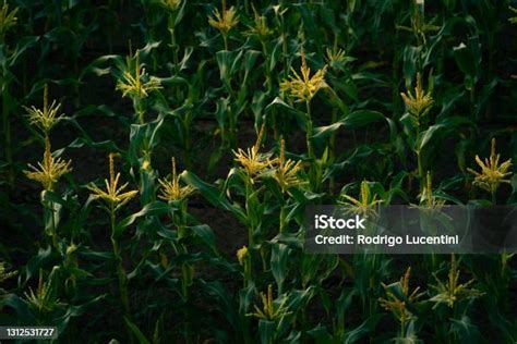 Pemandangan Ladang Jagung Ladang Jagung Hijau Konsep Tanaman Lapangan