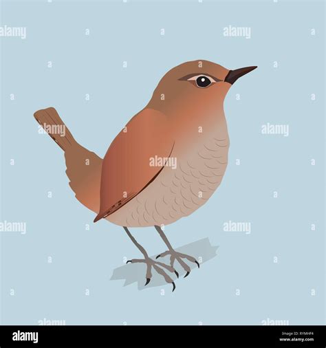 Wren Feathers Stock Vector Images Alamy