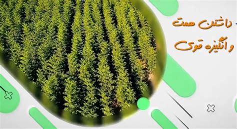 نام آوران تولید شبکه دو