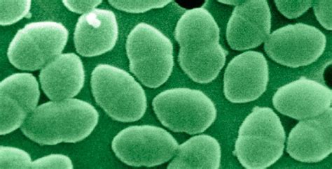 Enterococcus Spp An Unknown Bacteria What Is It Treatment Scope Heal