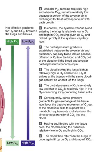 Pulmonary Gas Exchange Exam 3 Flashcards Quizlet