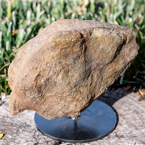 Ankylosaurus Half Tail Club 10 1 2 Fossil Collectible Specimen Mini