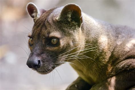 10 Amazing Fossa Facts Our Planet
