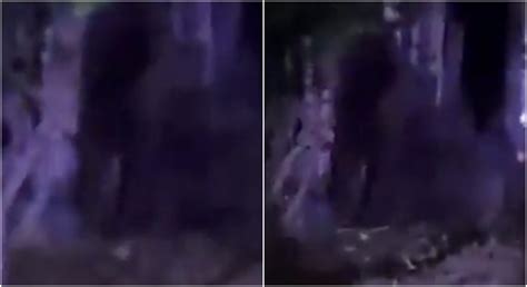 Gorila Anda Suelto En Hidalgo Piden A La Población Estar Alerta