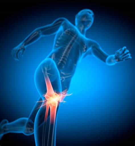 30개 이상의 내측반달 일러스트 스톡 사진 그림 및 Royalty Free 이미지 Istock