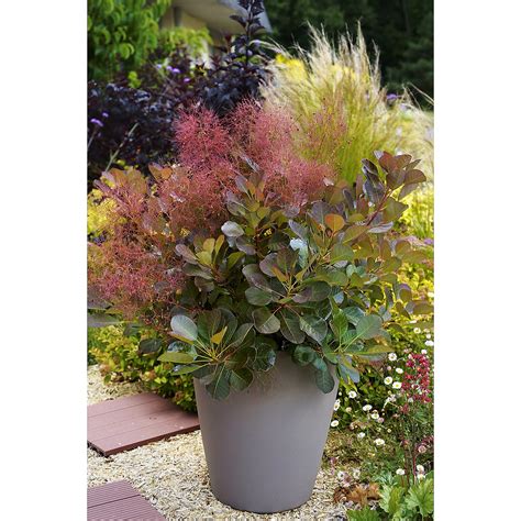 Plants2gardens Cotinus Flamissimo Qvc Uk