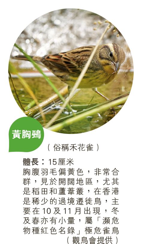 南大嶼稻重種 6鵐鳥復現蹤 環團水口荒地變回濕田 迎來極危禾花雀 20240512 港聞 每日明報 明報新聞網