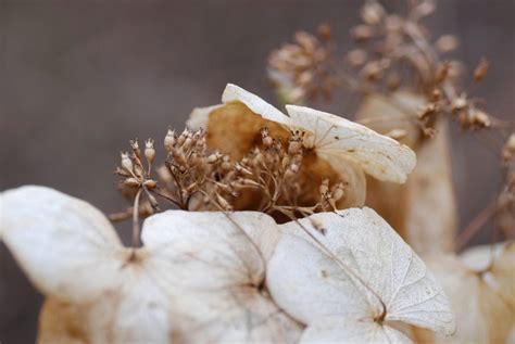 Seed Grown Hydrangeas Learn How To Grow Hydrangea From Seed