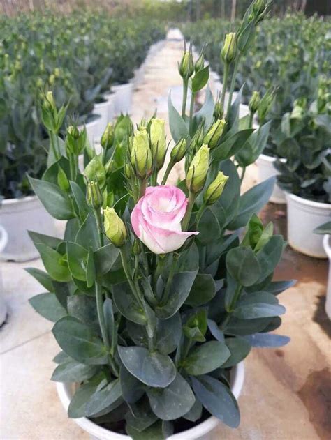 Chia sẻ với hơn 83 về hình nền hoa cát tường mới nhất coedo vn