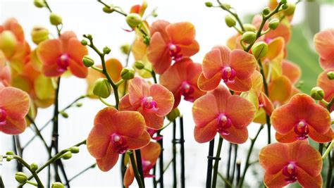 Longwood Gardens Orchid Extravaganza