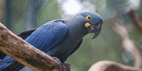 Arara Azul De Lear Agência Brasil