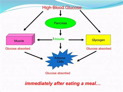 Carbohydrate Metabolism Newppt