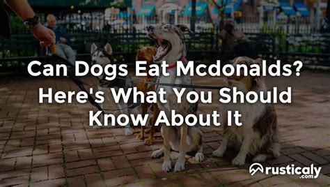 Can Dogs Eat Mcdonalds Heres Everything You Should Know