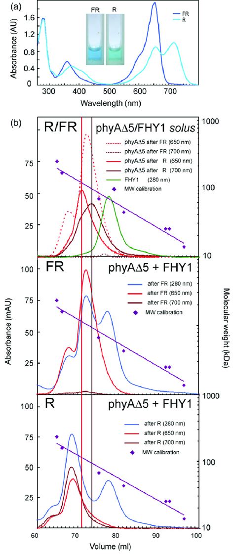 Fhy1 And Phytochrome A Phya Pfr Associate In Vitro A Uv Vis Download Scientific Diagram
