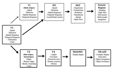 Visual System
