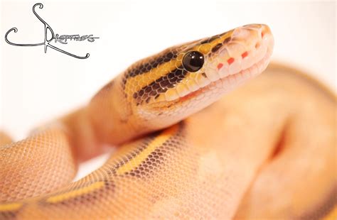 Se England For Sale Highway Royal Python Produced By Sr Reptiles