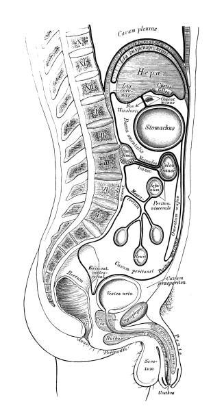 230 Peritoneum Stock Illustrations Royalty Free Vector Graphics