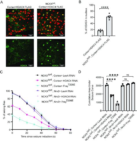 Enhancing Glial K Buffering In Cortex Glia Suppresses Seizure