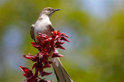 Mcu Mockingbird Photos Download The Best Free Mcu Mockingbird Stock