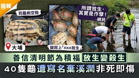 積福變作孽｜善信清明節為積福放生變殺生 40隻龜遭寫名棄溪澗非死即傷 晴報 家庭 熱話 D210407