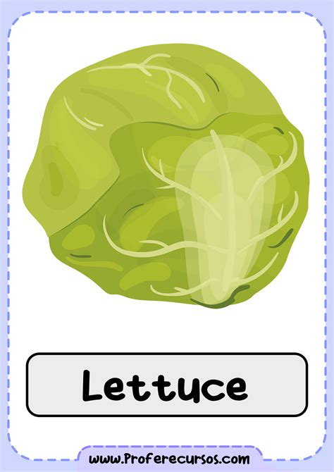 Vegetables Vocabulary Lettuce