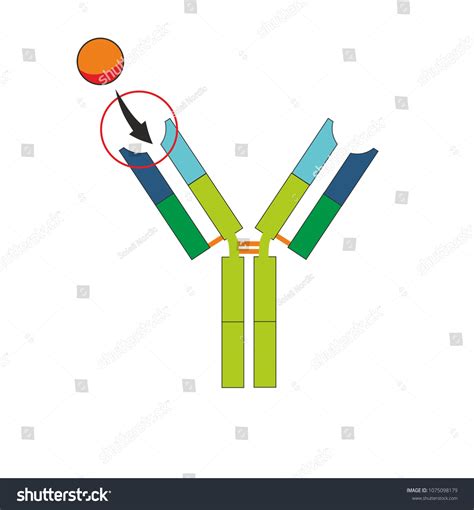 Antigen Epitope