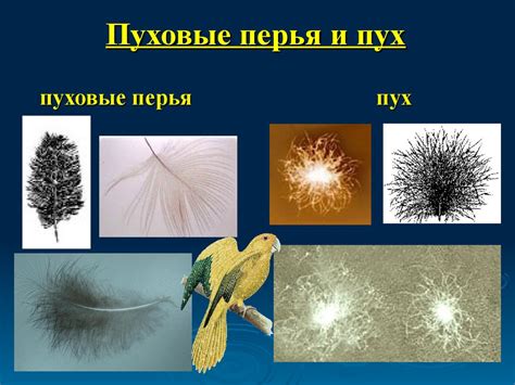 Разнообразие птиц - online presentation