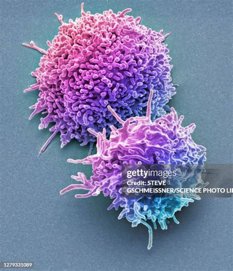 T Cell Close Up Photos And Premium High Res Pictures Getty Images