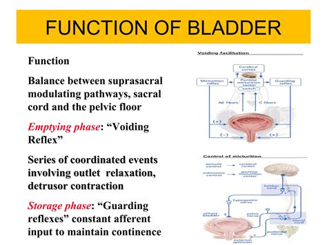 Neurogenic Bladder Ppt