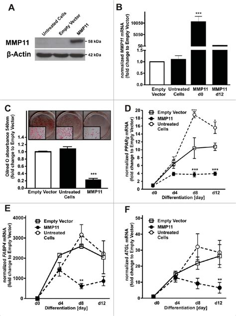 Mmp11 Acts As A Negative Regulator Of Adipogenesis A Mmp11