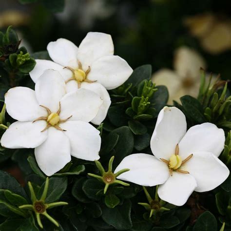 Гардения жасминовидная 'Kleim's Hardy' (Gardenia jasminoides)