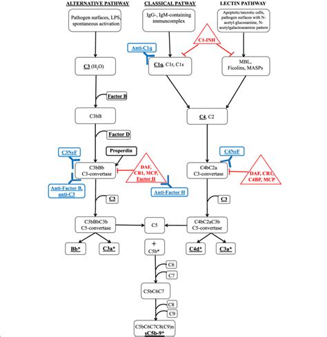 Schematic Representation Of The Complement Pathways With Steps Of Download Scientific Diagram