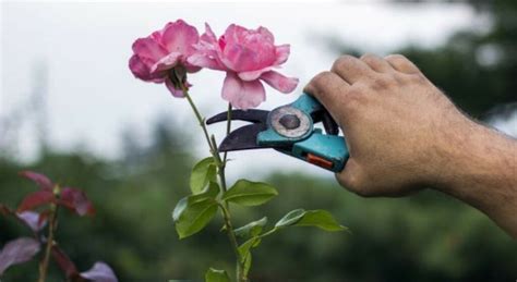 Taille Des Rosiers Avant Lhiver Nos 12 Conseils
