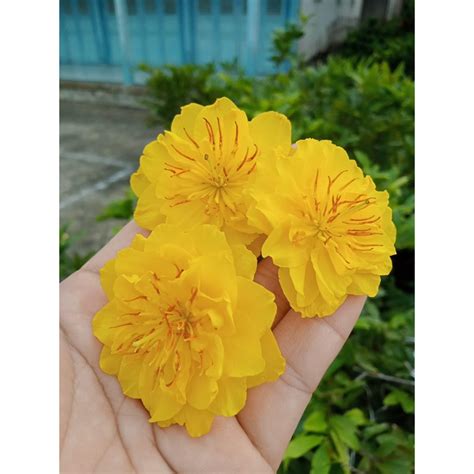 Mai Cúc Thọ Hương Già Mùa Cao 35 45cm Mai để Bàn Shopee Việt Nam