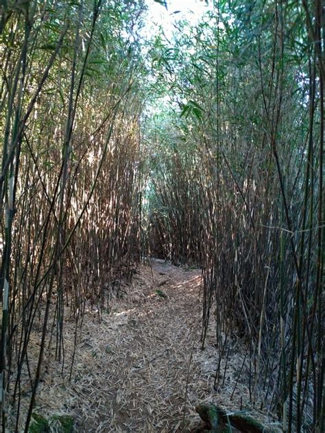 臺中市和平區大小劍山佳陽山3天2夜 中 健行筆記