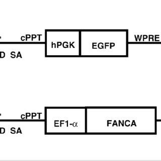 Schematic Diagram Of Vector Plasmid Constructs A Download Scientific Diagram