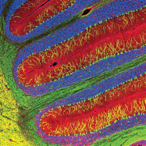 Neural And Glial Markers Cell Signaling Technology