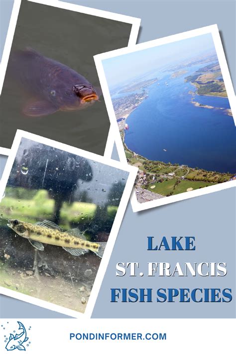 List Of Fish Species In Lake Vermilion 2023 Updated Artofit